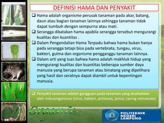hama dan penyakit | PPTX