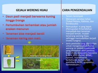 hama dan penyakit | PPTX