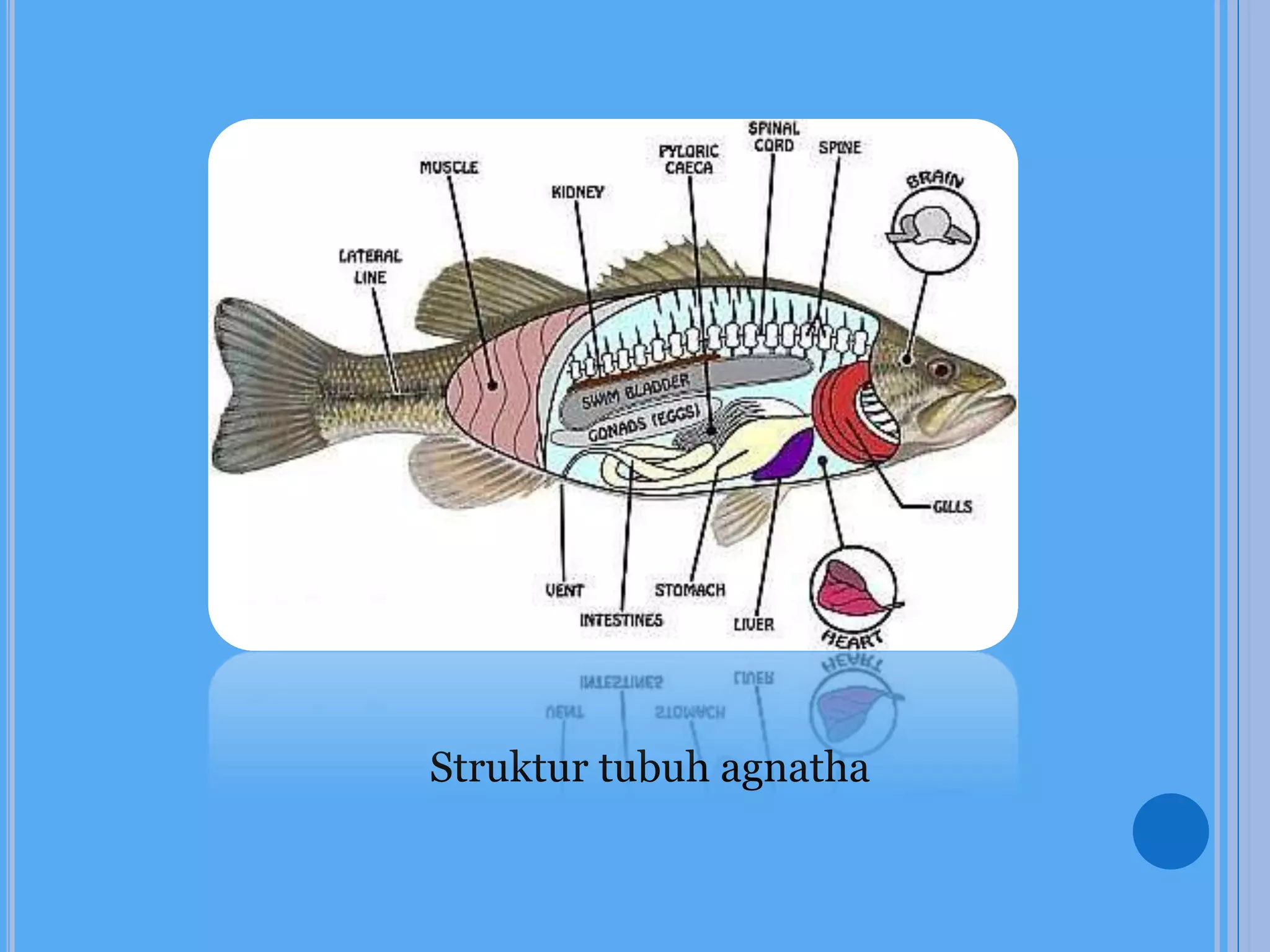 Zoologi vertebrata Persentasi pisces (ikan) | PPTX