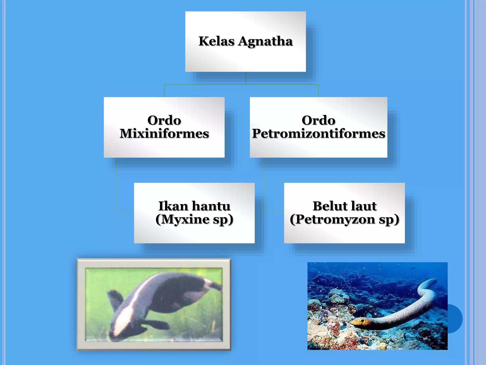 Zoologi vertebrata Persentasi pisces (ikan) | PPTX