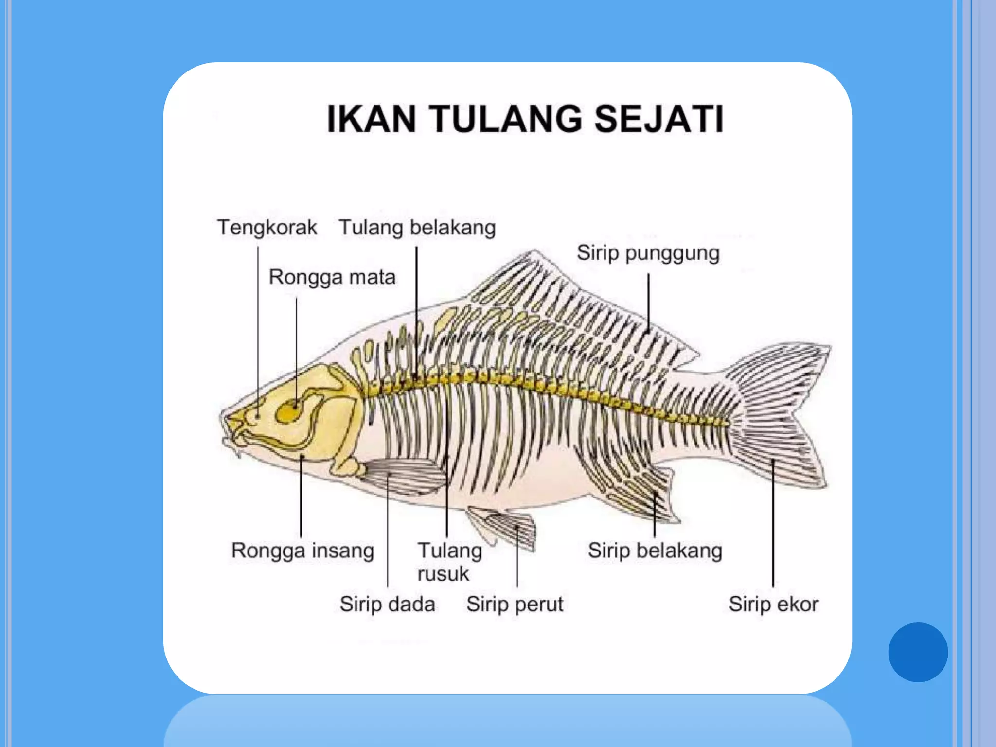 Zoologi vertebrata Persentasi pisces (ikan) | PPTX