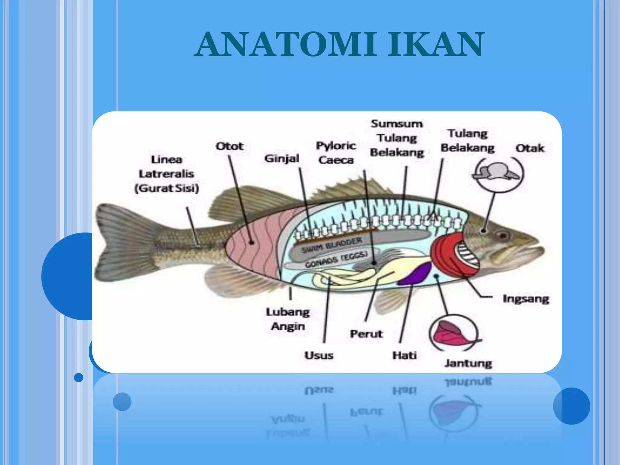 Zoologi vertebrata Persentasi pisces (ikan) | PPTX
