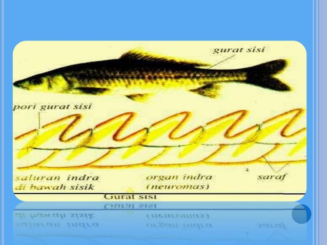 Zoologi vertebrata Persentasi pisces (ikan) | PPTX
