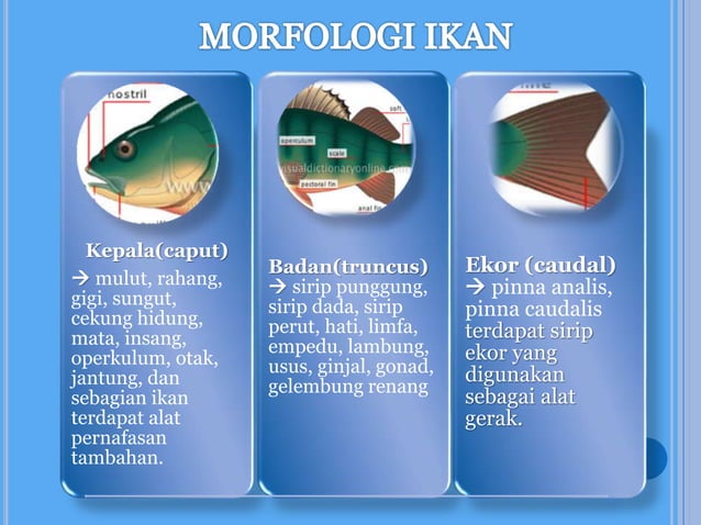 Zoologi vertebrata Persentasi pisces (ikan) | PPTX