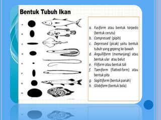 Zoologi vertebrata Persentasi pisces (ikan) | PPTX