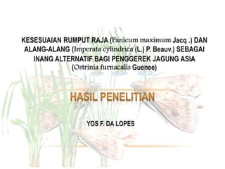 Kesesuaian Rumput Raja (Panicum maximum Jacq.) dan Alang-Alang ...