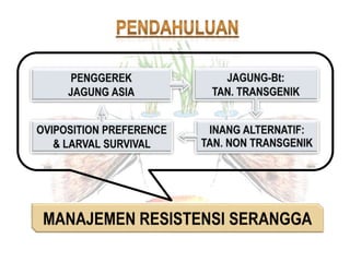 Kesesuaian Rumput Raja (Panicum maximum Jacq.) dan Alang-Alang ...