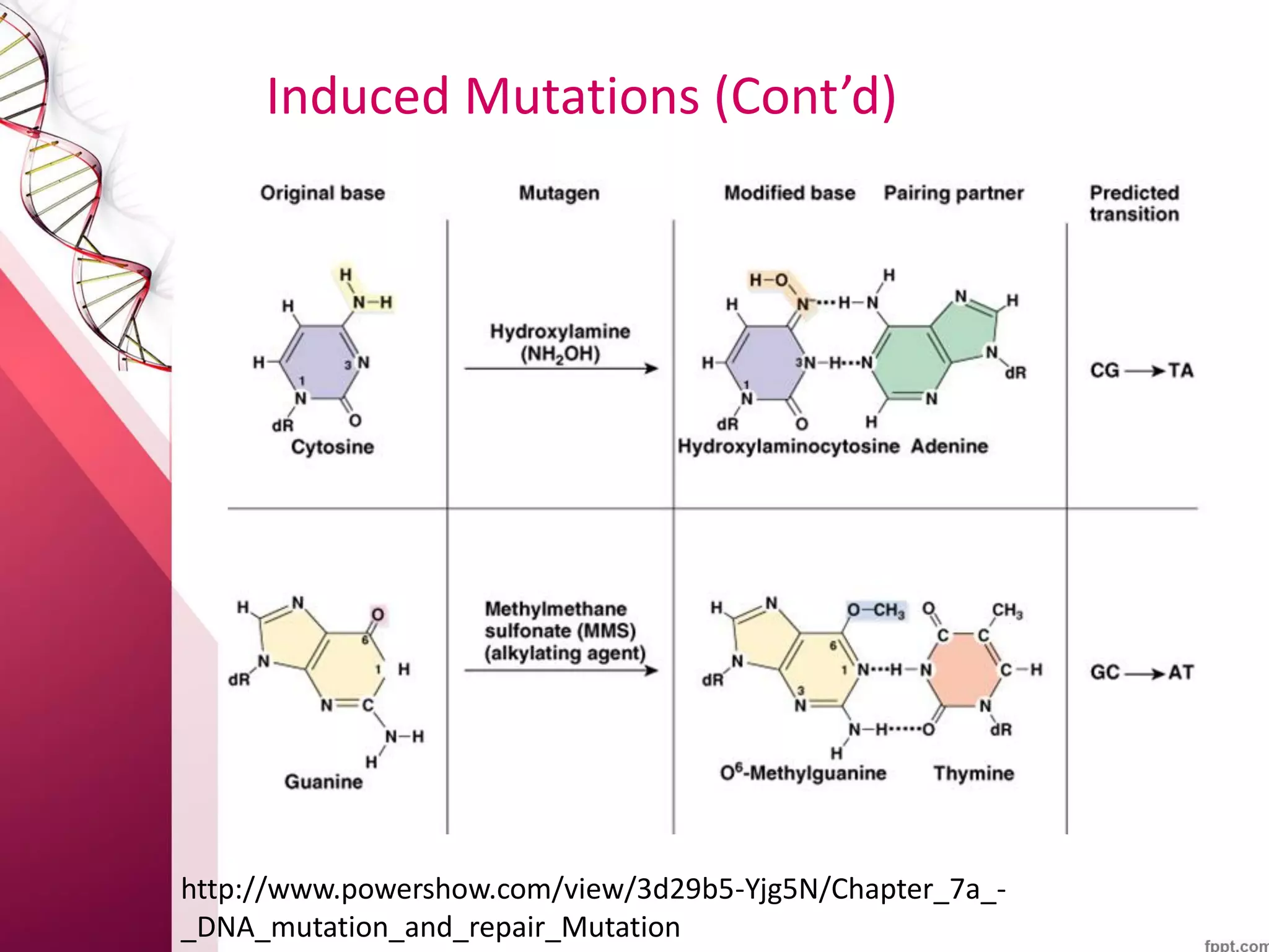 Mutation and DNA repair | PDF