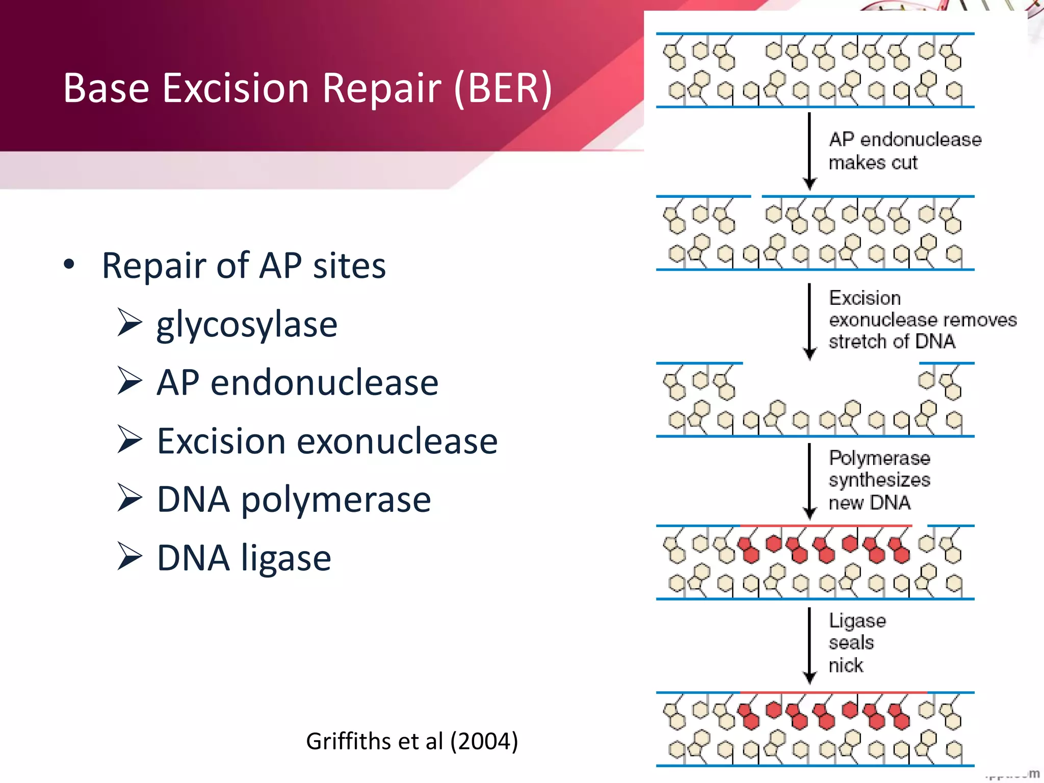 Mutation and DNA repair | PDF