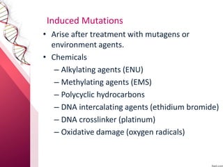 Mutation and DNA repair | PDF