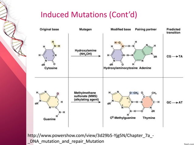 Mutation and DNA repair | PDF | Genetics | Science