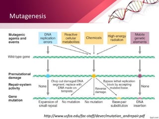 Mutation and DNA repair | PDF