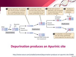 Mutation and DNA repair | PDF