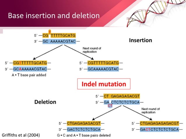 Mutation and DNA repair | PDF | Genetics | Science
