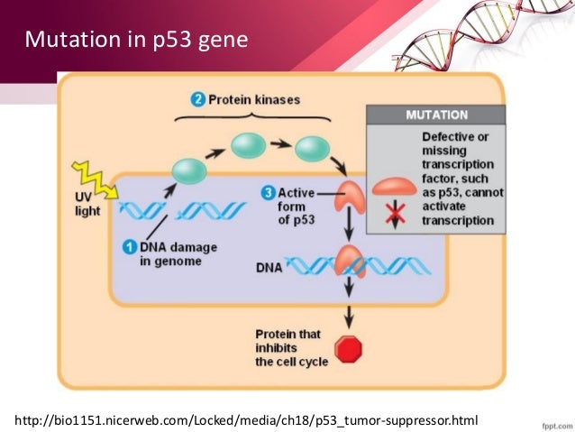 Mutation and DNA repair