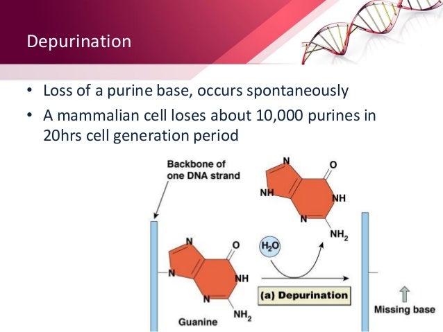 Mutation and DNA repair