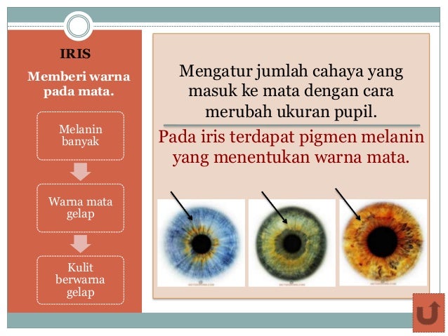 Persepsi dan Mekanisme penglihatan