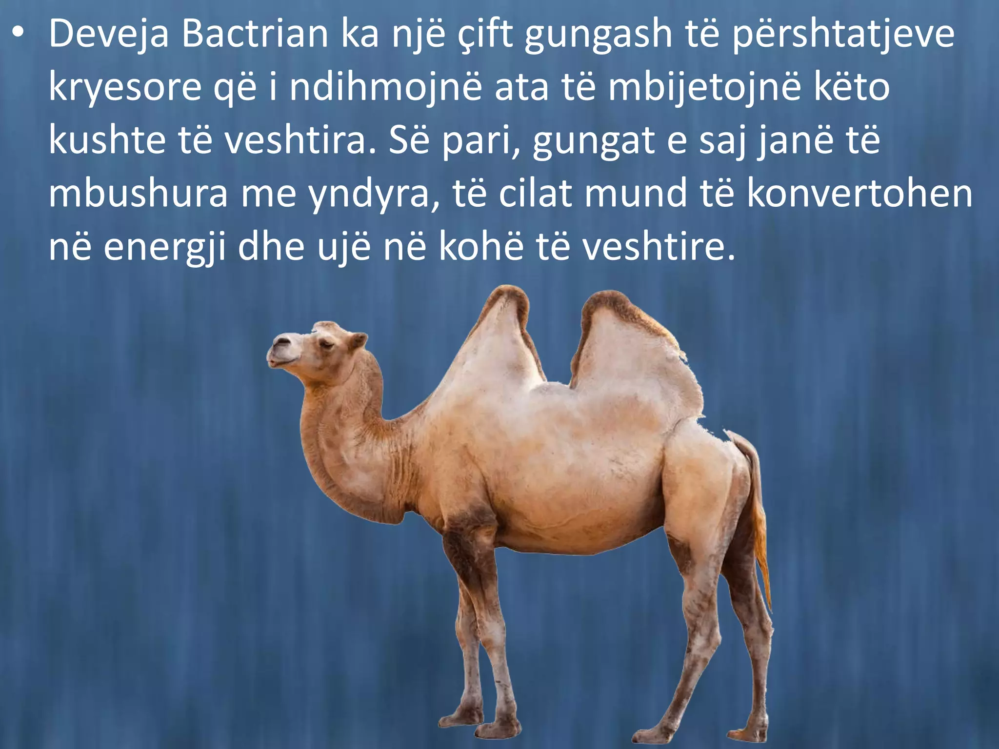Pershtatja e Shtazeve | PPTX