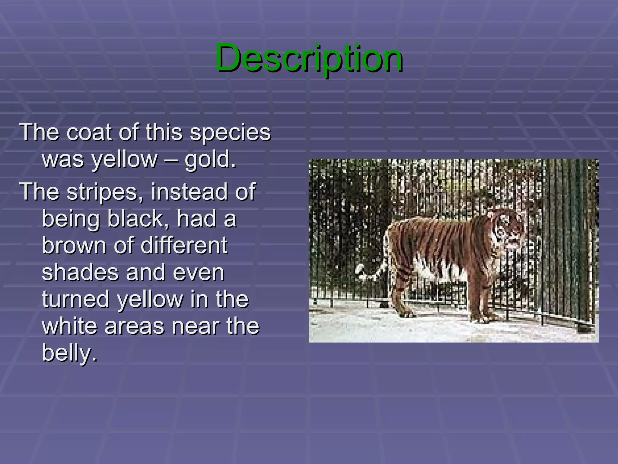 Persian tiger | PPT