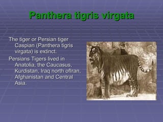 Persian tiger | PPT