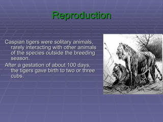 Persian tiger | PPT