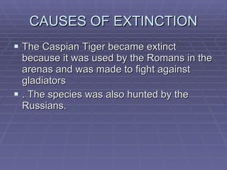 Persian tiger | PPT
