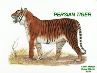 Persian tiger | PPT