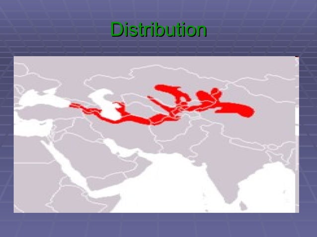 Persian tiger | PPT