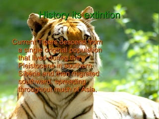 Persian tiger | PPT
