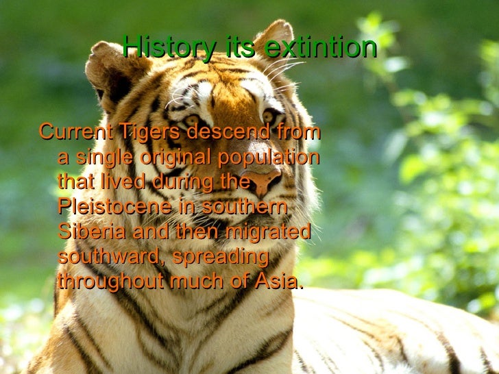 Persian Tiger