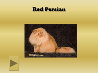 Persian cats | PPTX