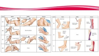 Persiapan Pemeriksaan Muskulosceletal.pdf | Free Download