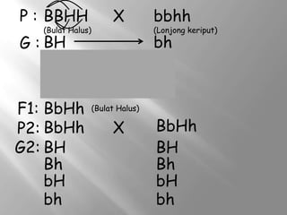 Persilangan dihibrid | PPSX
