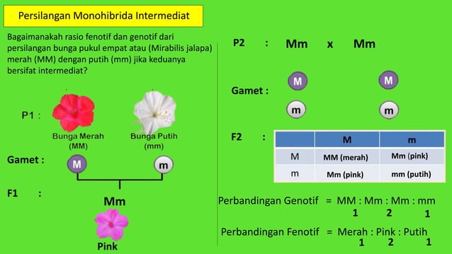 PERSILANGAN MONOHIBRIDA.pptx