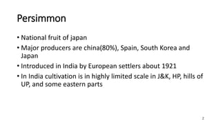 Persimmon | PPTX | Gardening | Home & Garden