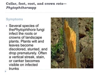 Persimmon diseases A Lecture on ToT By Allah Dad Khan | PPTX