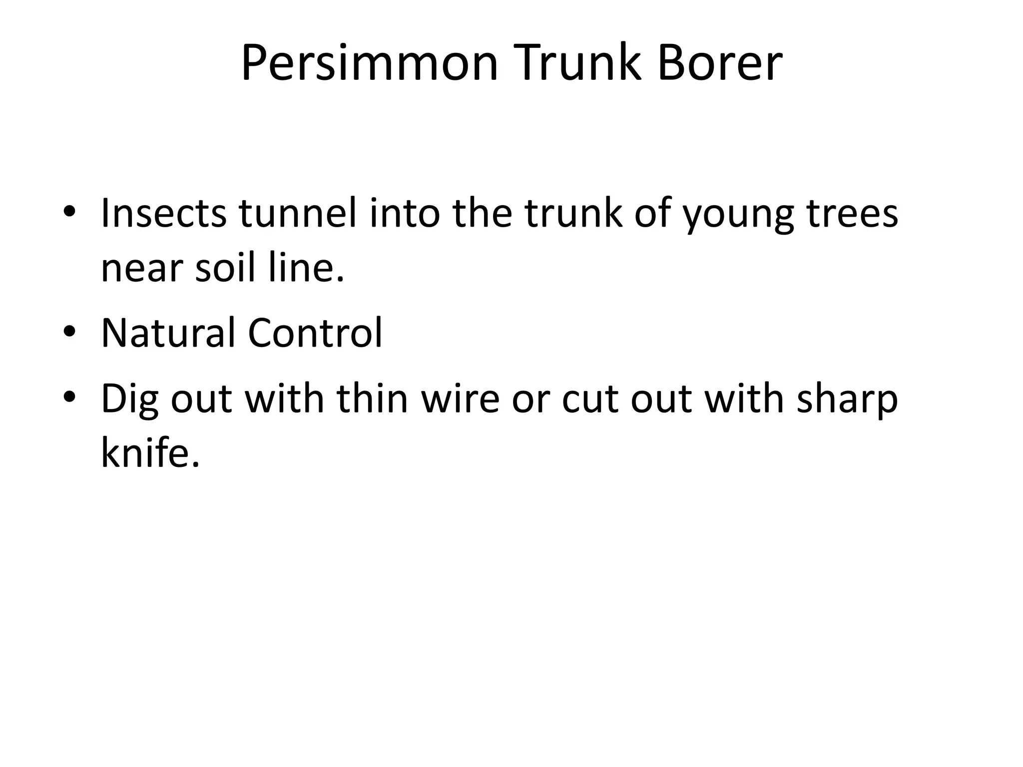 Persimmon insects A Lecture To ToT trainees ( FFS) By Mr. Allah Dad ...