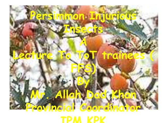 Persimmon insects A Lecture To ToT trainees ( FFS) By Mr. Allah Dad ...