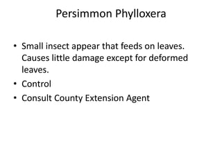 Persimmon insects A Lecture To ToT trainees ( FFS) By Mr. Allah Dad ...