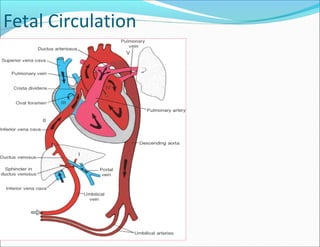 Persistent Pulmonary Hypertension by Dr. Joshua Petrikin, Neonatology ...