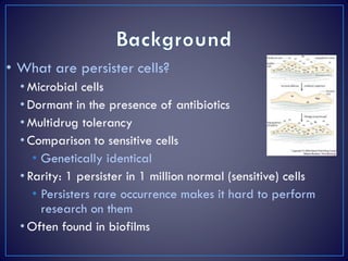 Persister cells sigma | PPTX | Infectious Diseases | Diseases and ...