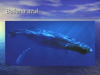Personajes De Encontrando A Nemo | PPT