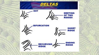 Personal Identification (Fingerprint Classification).pptx