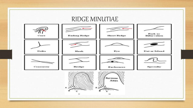PERSONAL IDENTIFICATION TECHNIQUES.pptx | Skin and Dermatology ...