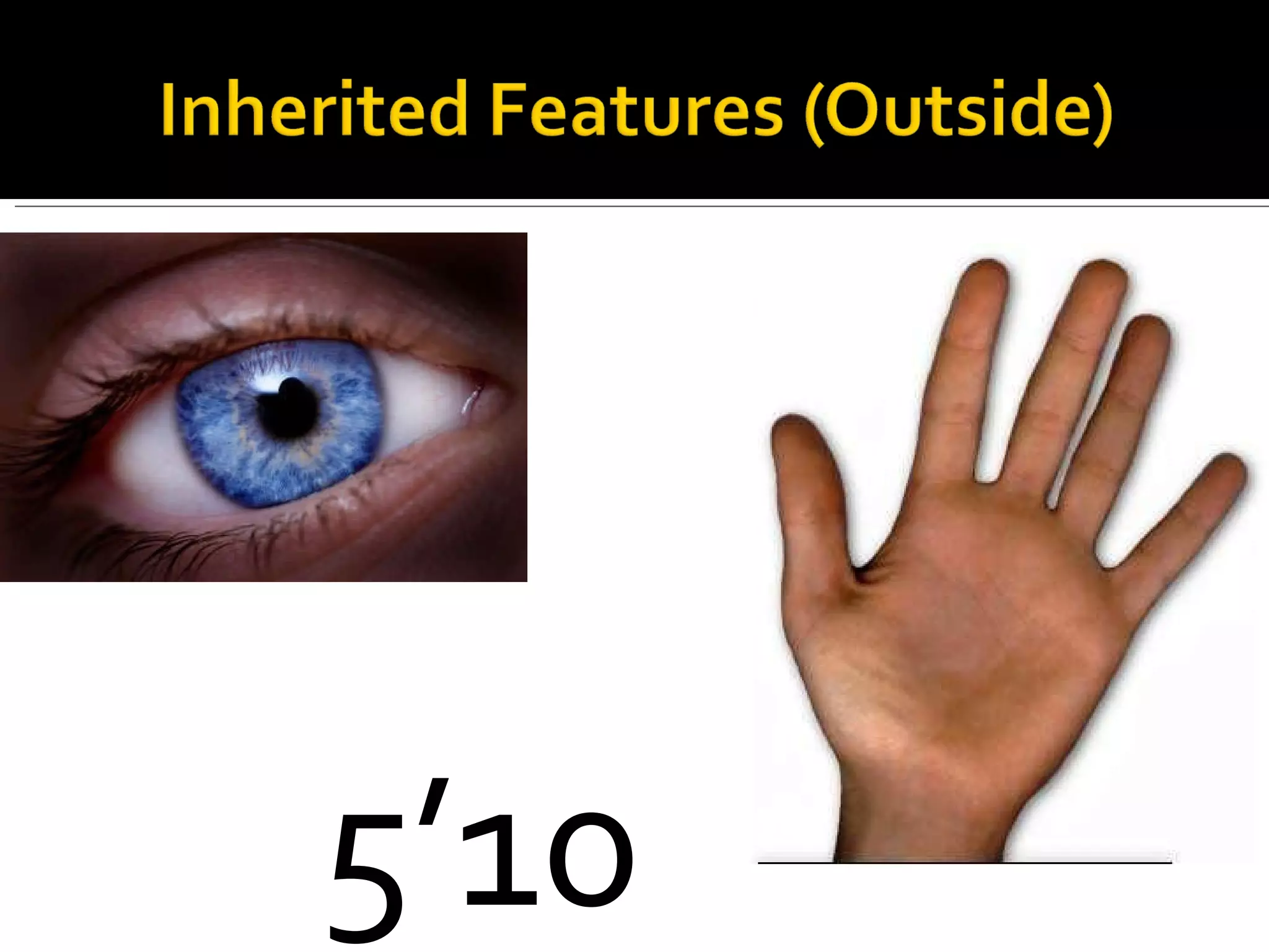 Personality Project | PPT