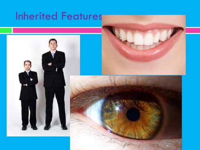 Personality Project | PPT