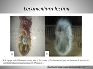 Perspectivas en el uso de hongos entomopatogenos para biologico de ...