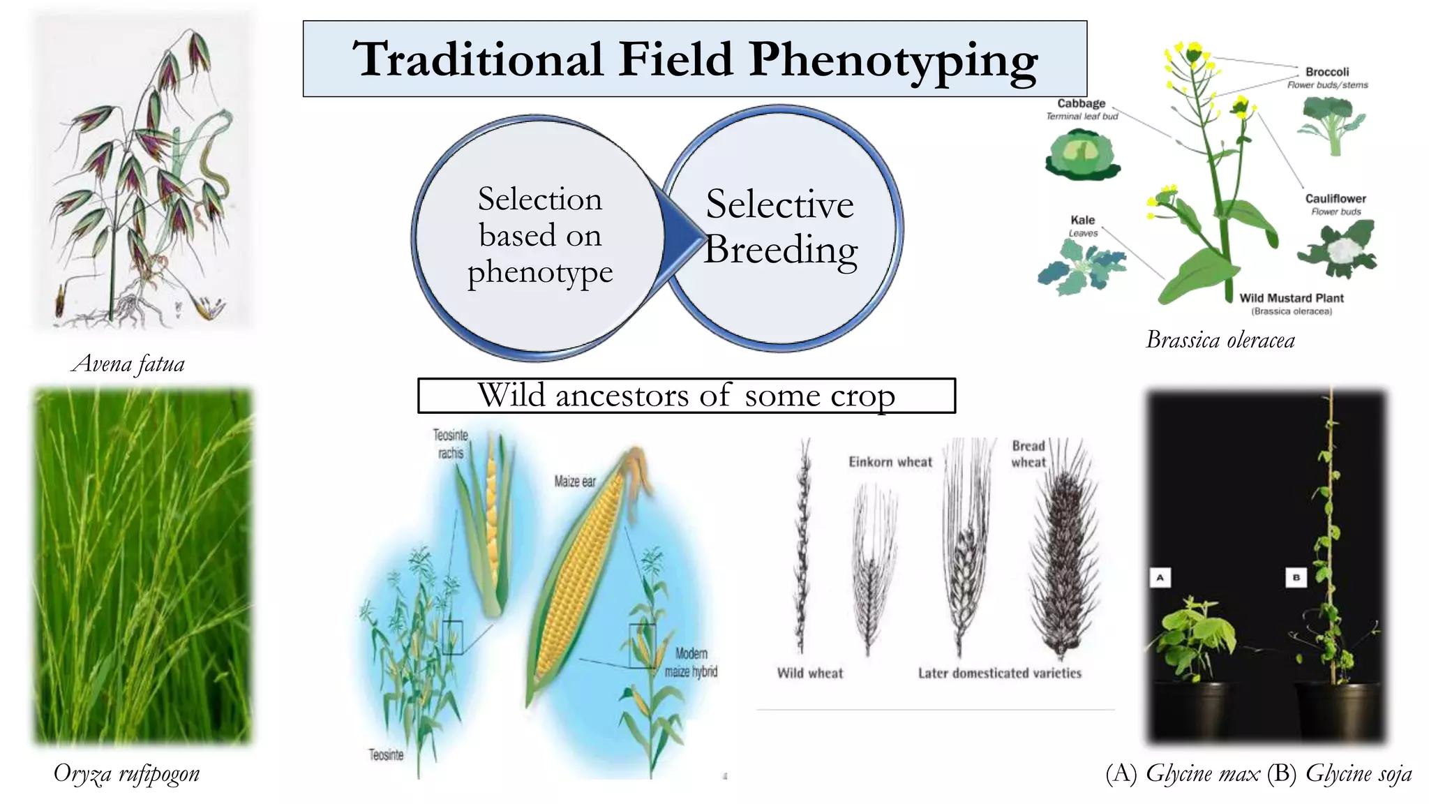 Perspectives and Challenges of Phenotyping in Crop Improvement. - Copy.pptx