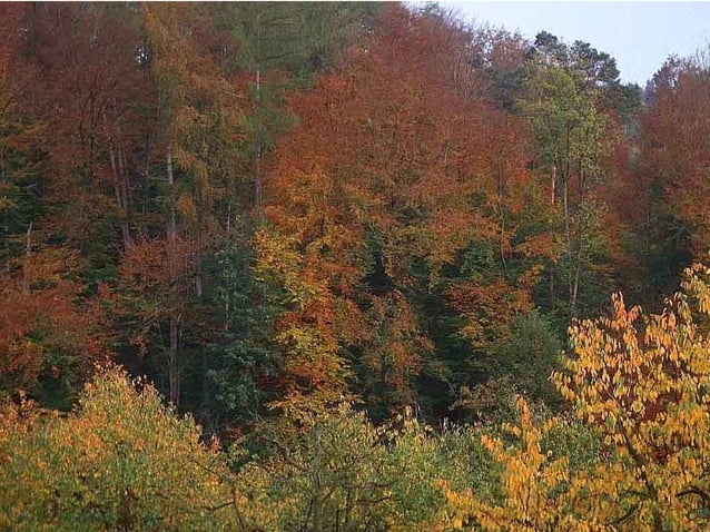 Persuasive Techniques And Aforest | PPT