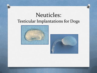 Persuasive speech | PPTX